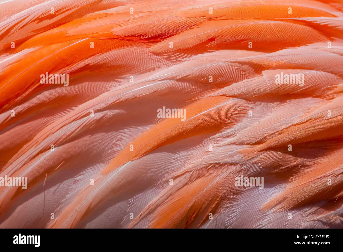 Feather detail of a greater flamingo, Phoenicopterus ruber, in a pond ...