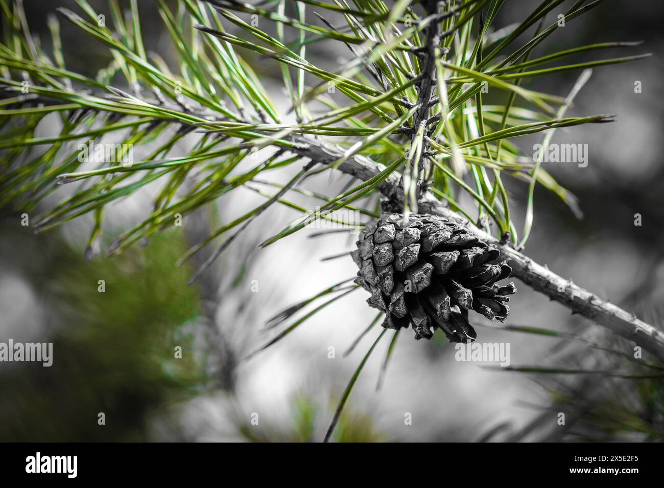 Cone growing on twig of larch coniferous tree - black and white image ...