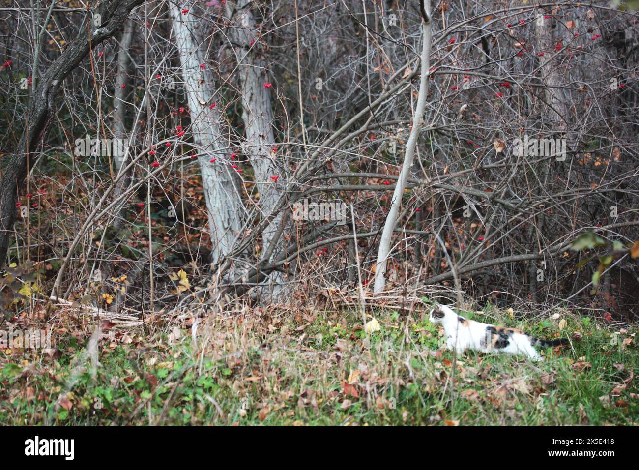 A cat hunting in the garden Stock Photo - Alamy