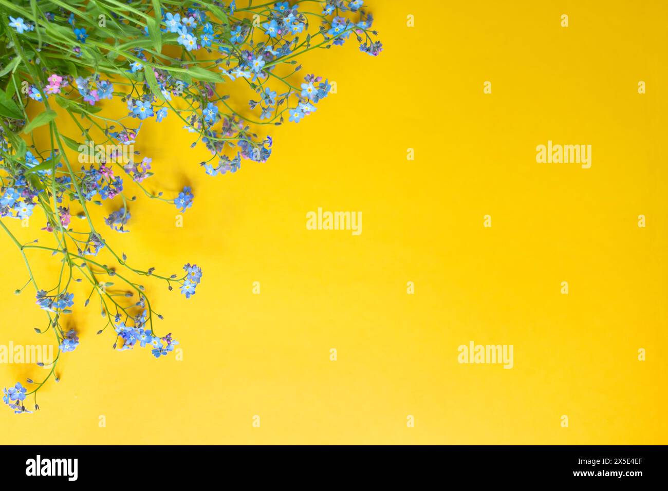 Yellow background with blue flowers of forget-me-nots. Copy space ...