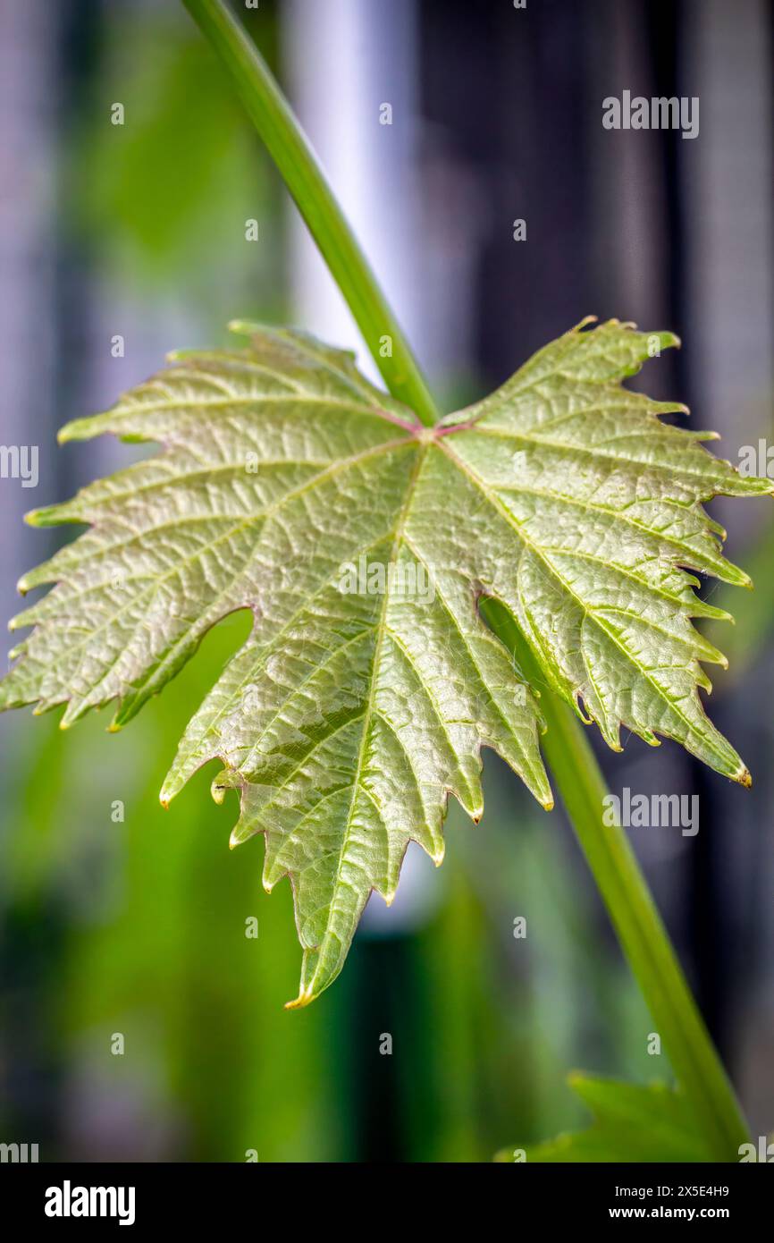 Close-up a young green grape leaf on a bush with the blurred background ...