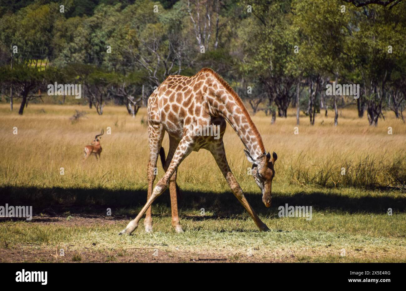 Zimbabwe. 3rd may 2024. A giraffe bends down to have a snack in a ...