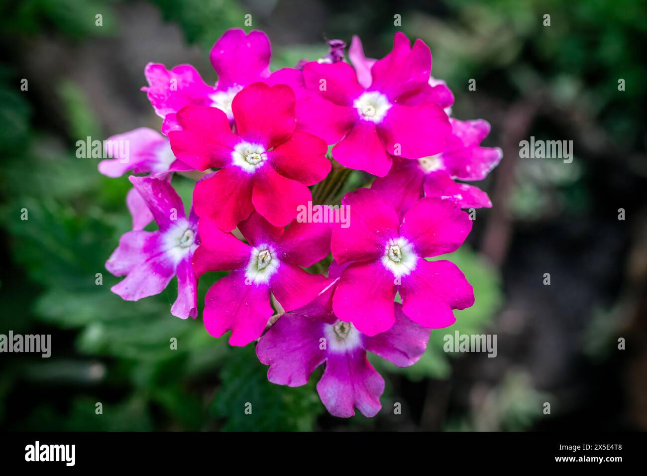 Verbena container hi-res stock photography and images - Alamy