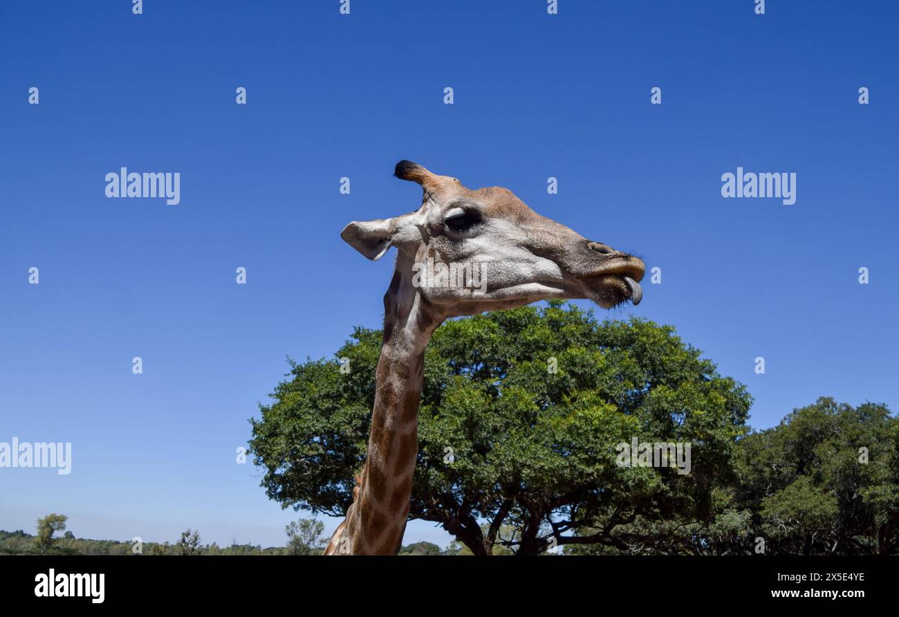 Zimbabwe. 3rd may 2024. A portrait of a giraffe in a nature reserve ...