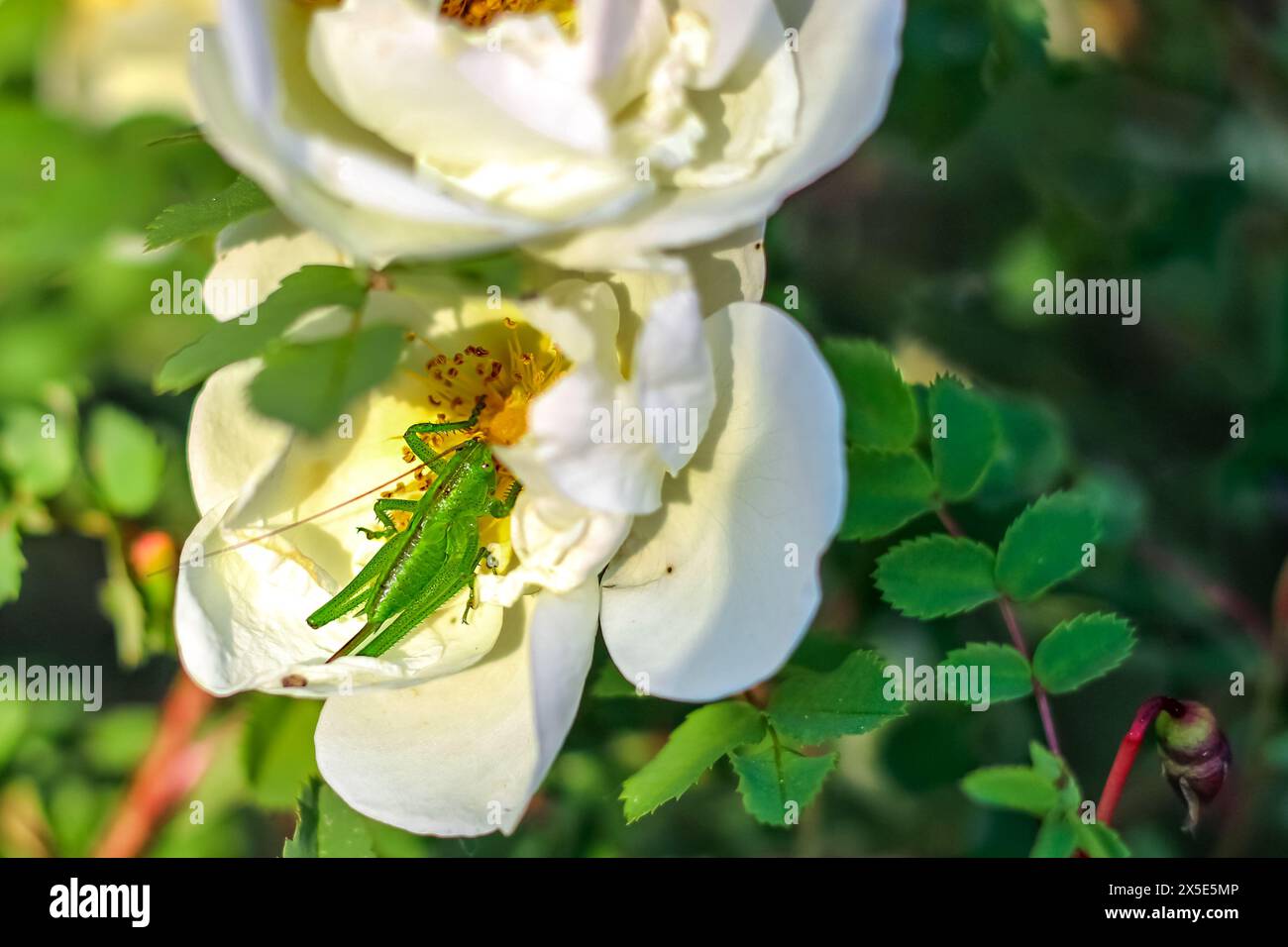 Locusts on rosehip flower eat nectar. Control of insect pests Stock ...