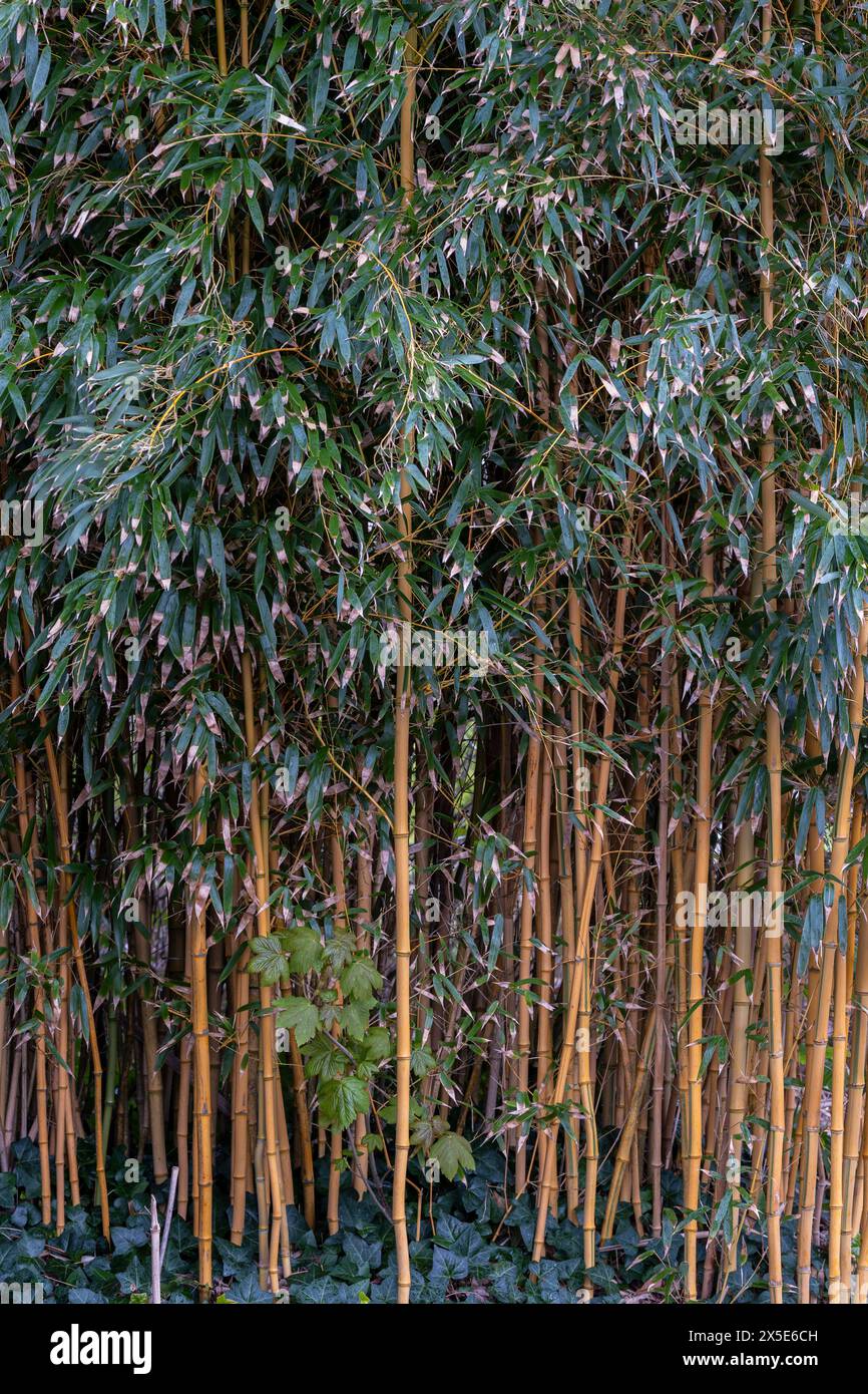 Large bamboo garden uk hi-res stock photography and images - Alamy