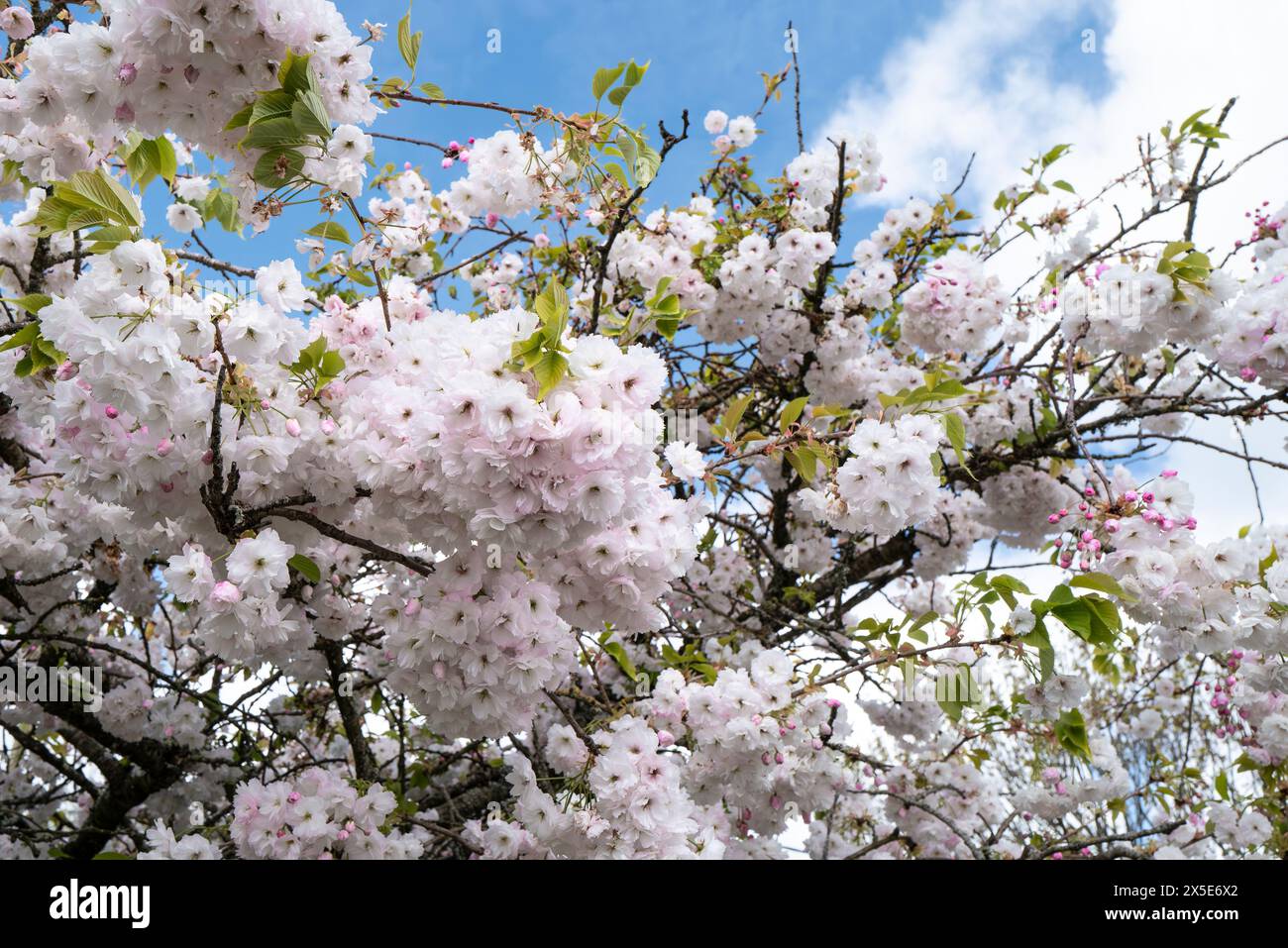 Prunus longpipes hi-res stock photography and images - Alamy