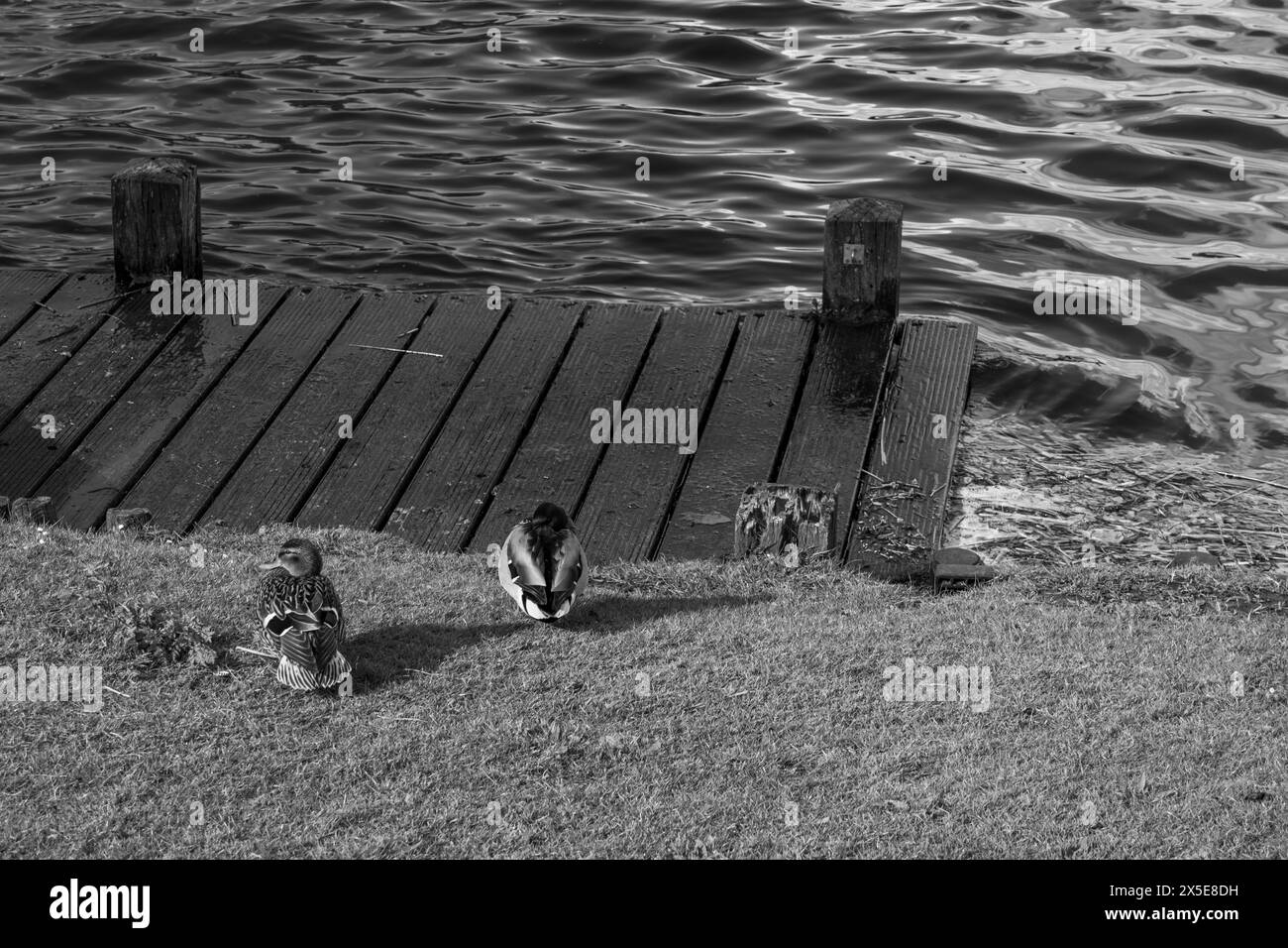 the dutch island Ameland Stock Photo - Alamy