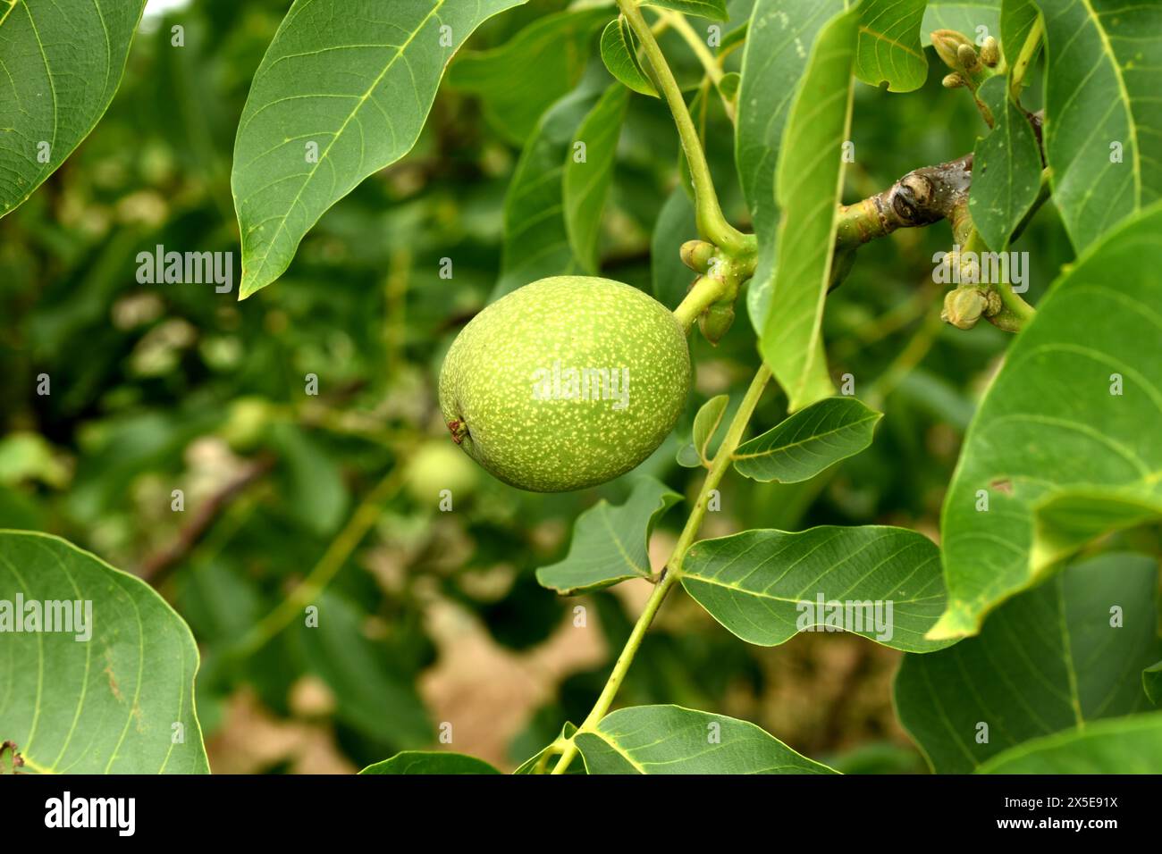 A green ovary of a fruit or nut has formed on a branch of a walnut tree ...
