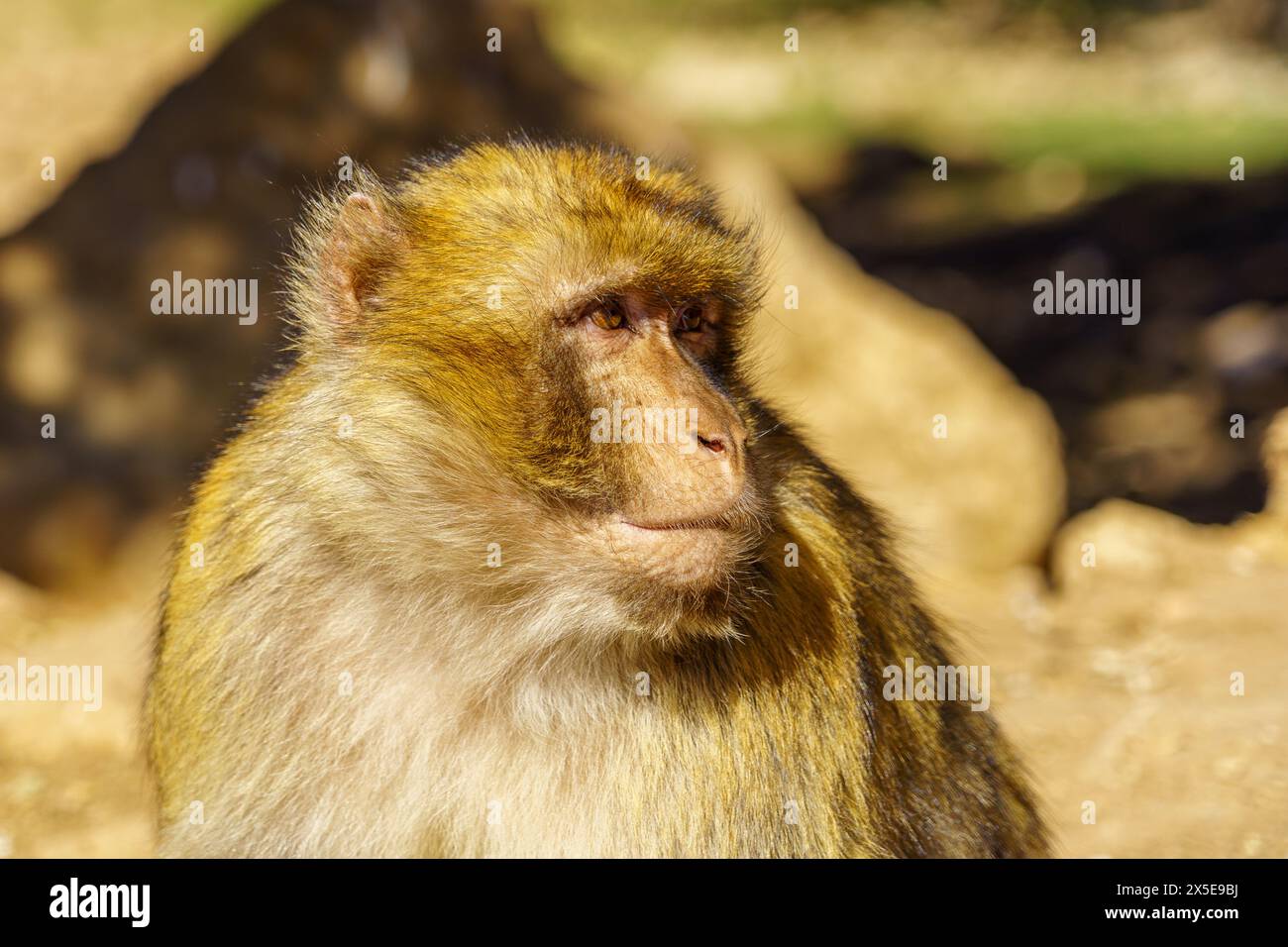 View of a Barbary macaque monkey, in the Middle Atlas Mountains ...