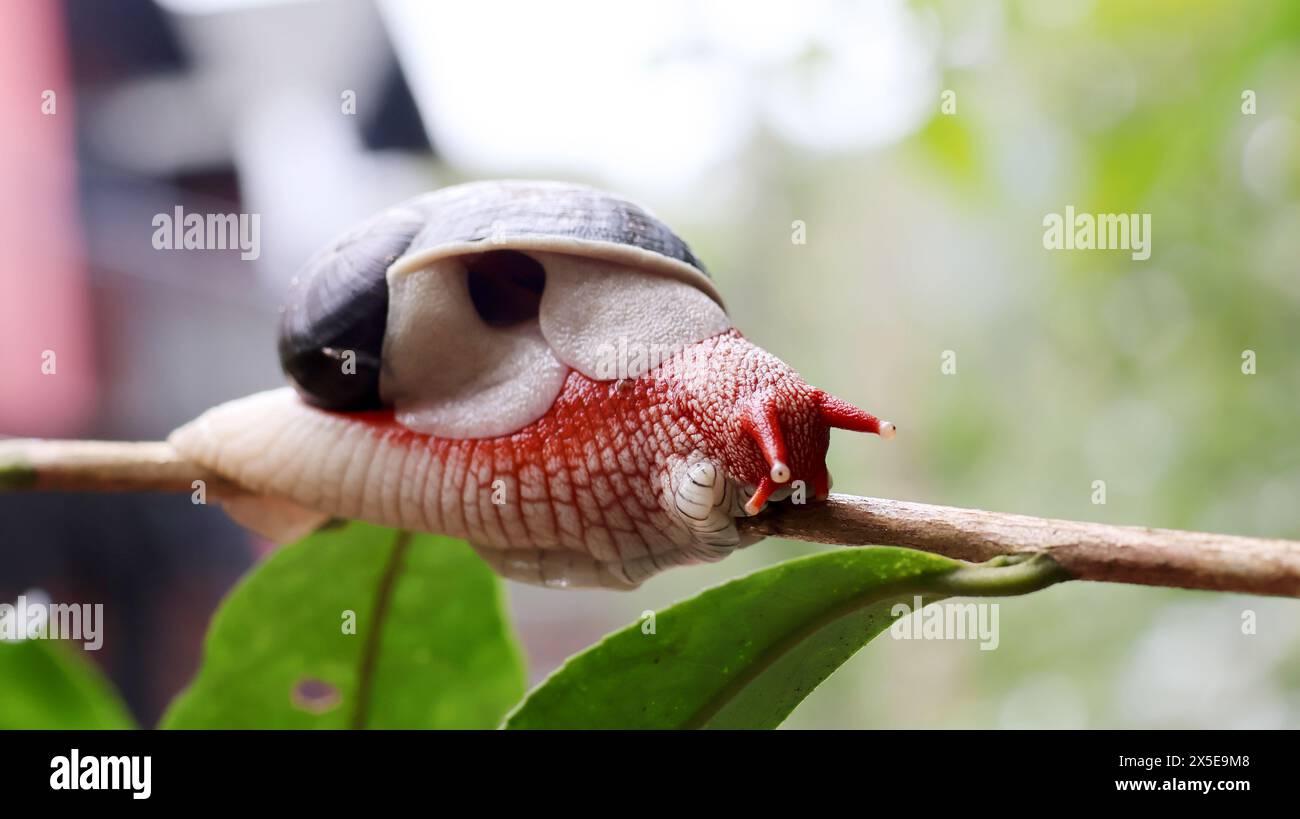Endemic snail hi-res stock photography and images - Alamy