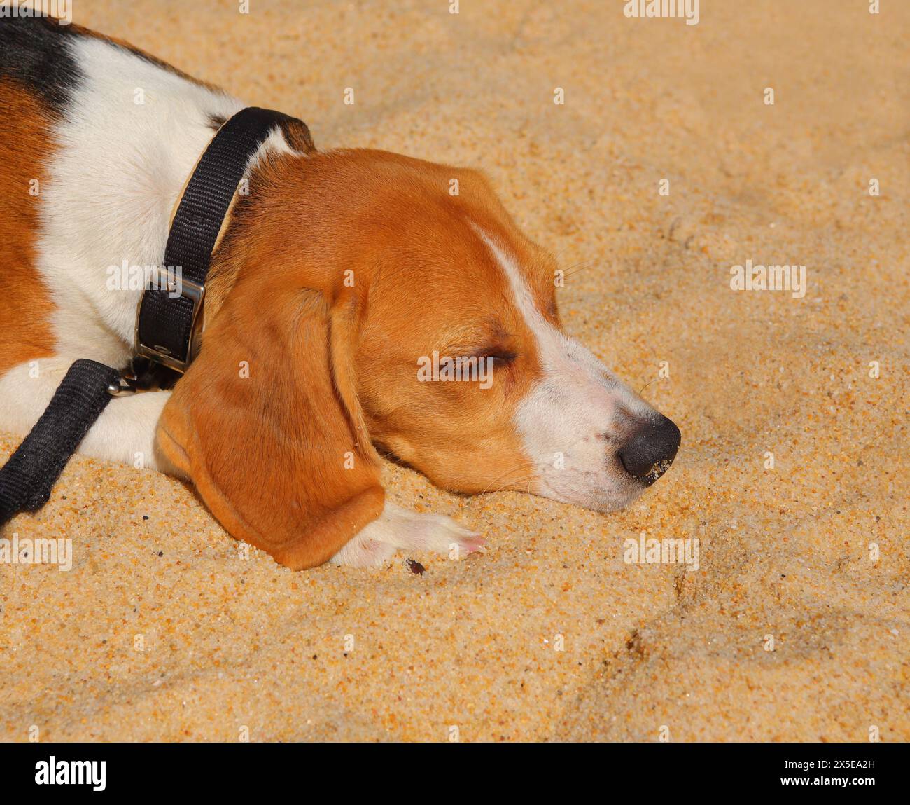 Summer. A cute tri-colour Beagle puppy lies on a golden sandy beach ...