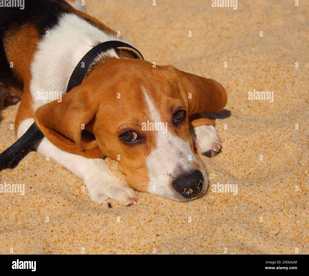 Summer. A cute tri-colour Beagle puppy lies on a golden sandy beach ...