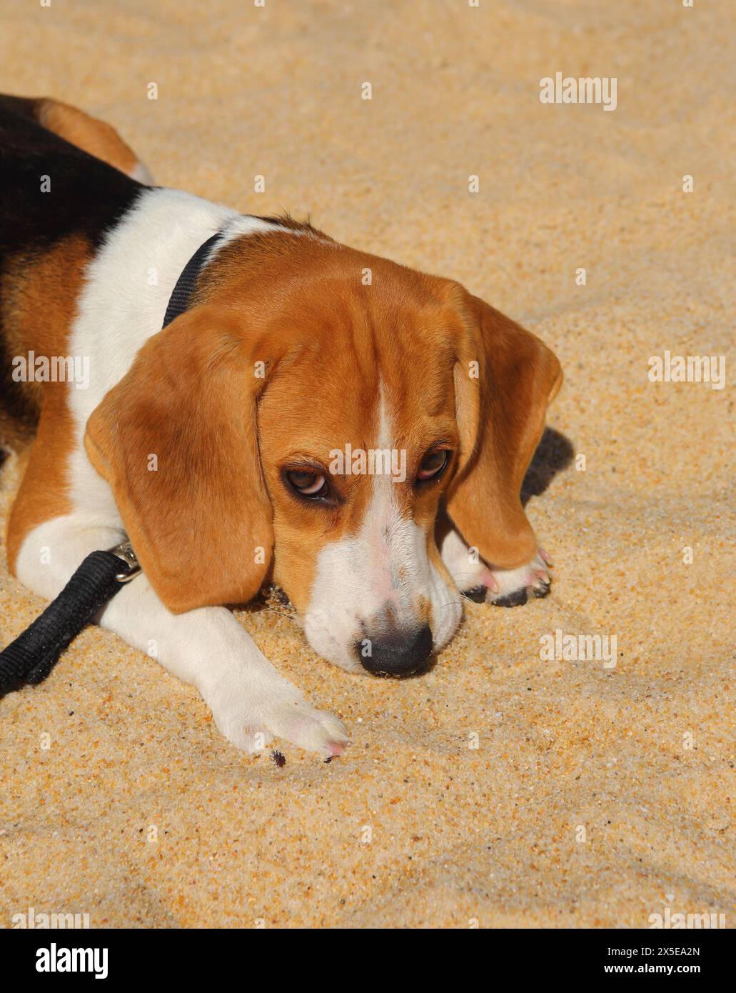 Summer. A cute tri-colour Beagle puppy lies on a golden sandy beach ...
