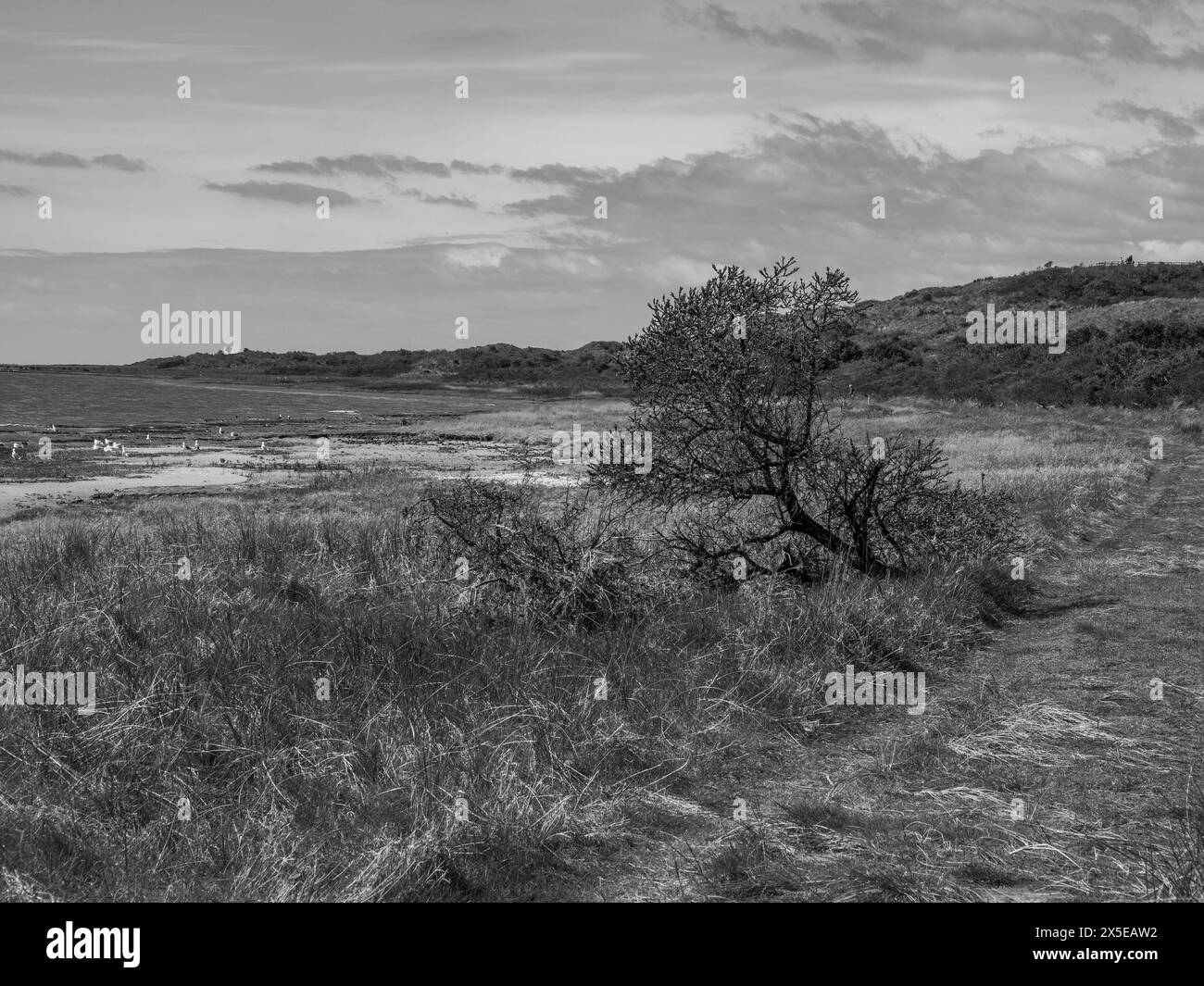 the dutch island Ameland Stock Photo - Alamy