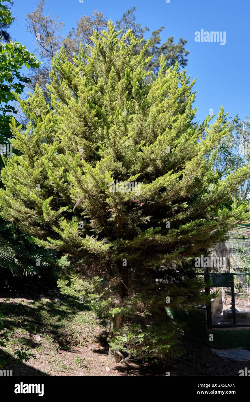 Cypress Cupressus macrocarpa or Hesperocyparis macrocarpa at the ...
