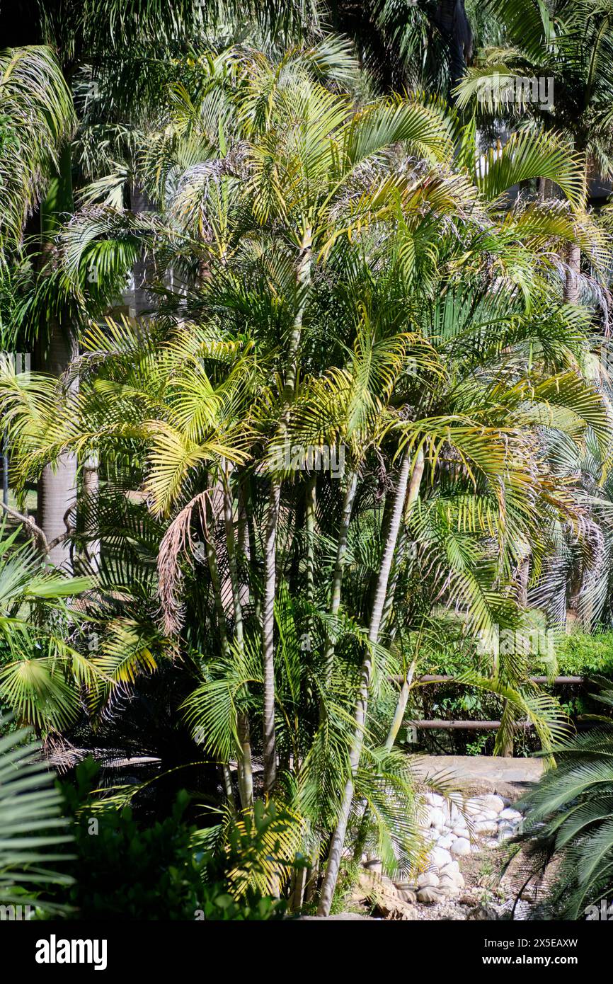 Areca Palm (Dypsis lutescens) at Molino de Inca botanical garden ...