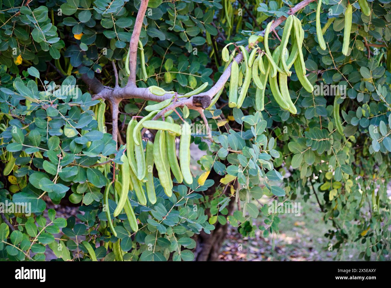 Locust bean hi-res stock photography and images - Alamy