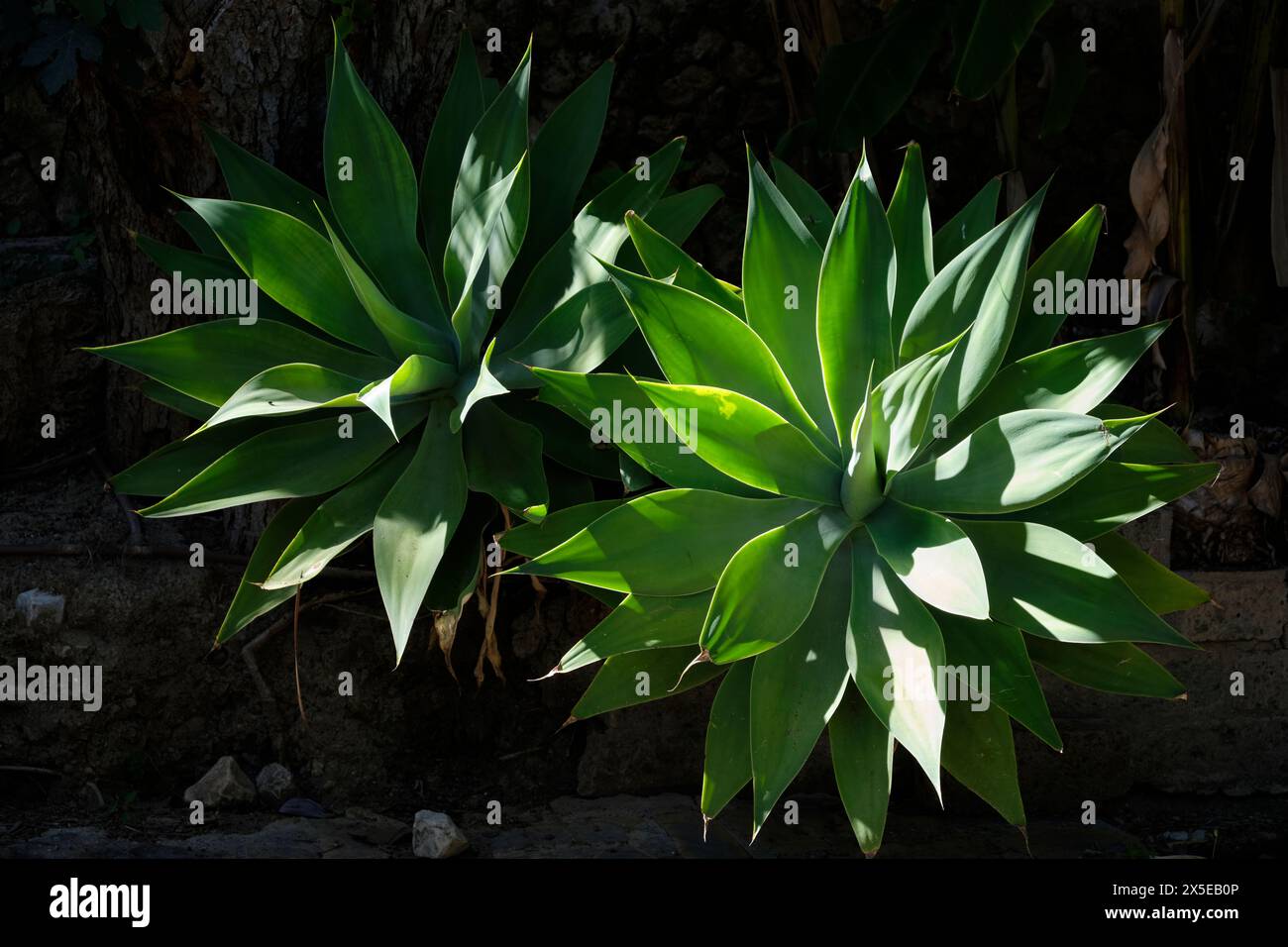 Agave attenuata, commonly called the foxtail or lion's tail agave or ...