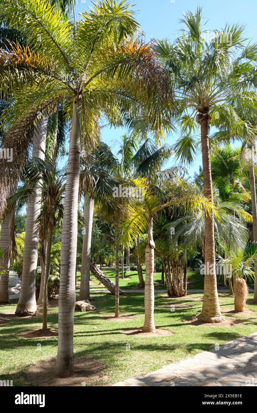 different types of palm trees. Molino de Inca botanical garden ...