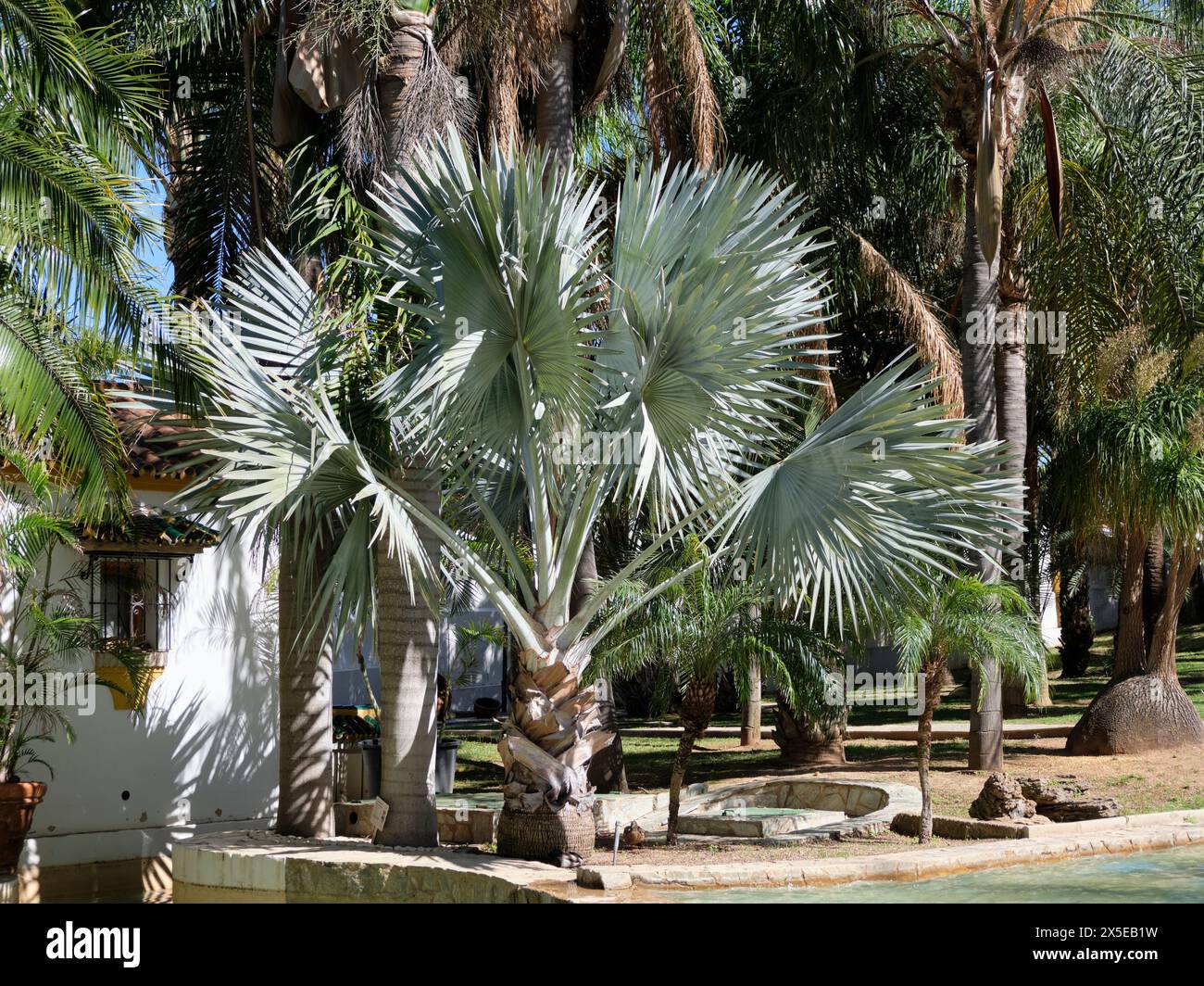 Bismarckia nobilis palm. Endemic to western and northern Madagascar ...
