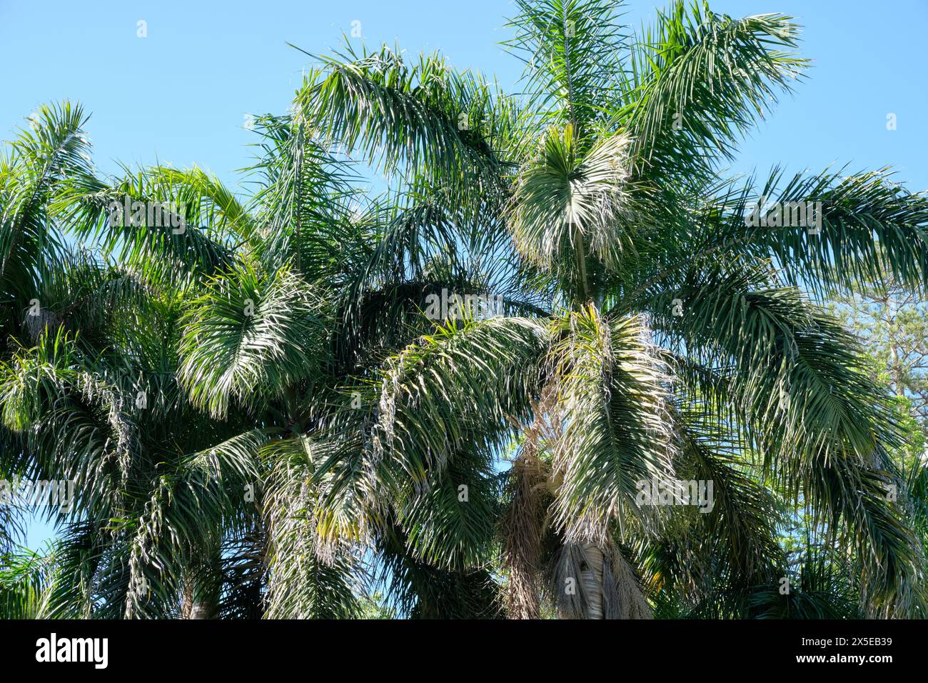 Syagrus romanzoffiana, the queen palm, cocos palm or Jerivá at ...