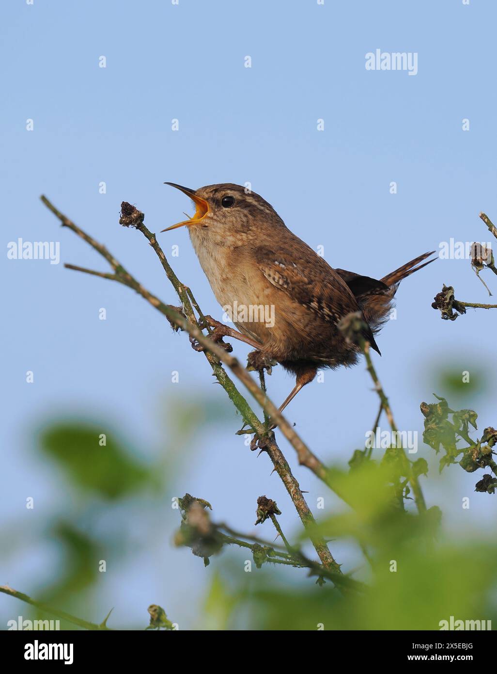 Singing insects hi-res stock photography and images - Alamy
