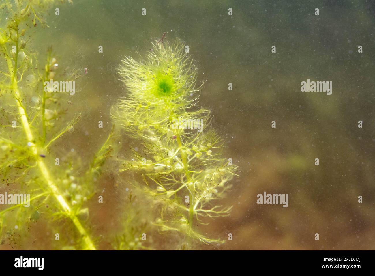 carnivirous aquatic plant bladderwort Stock Photo - Alamy
