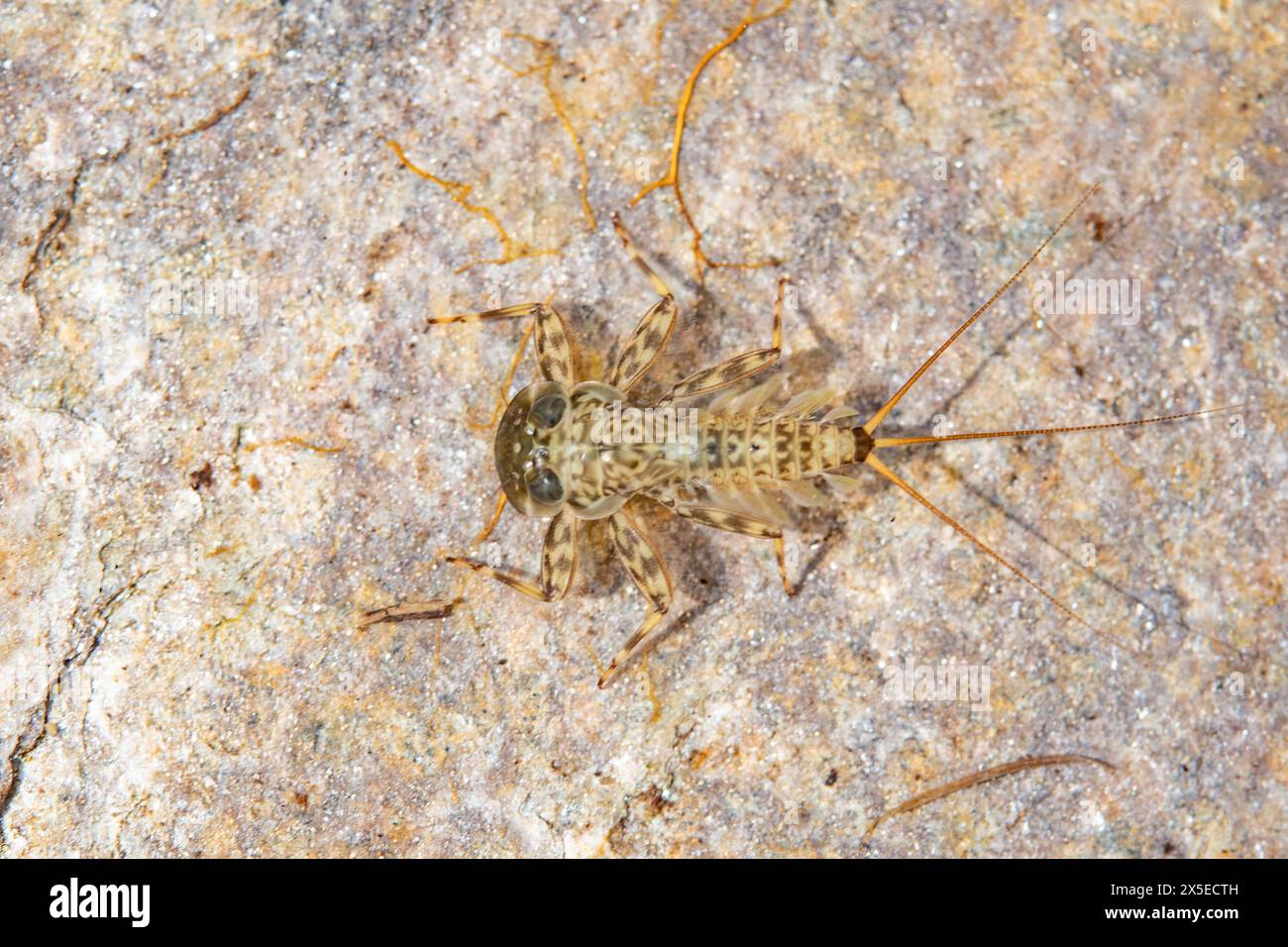 flat mayfly species on a rock Stock Photo - Alamy