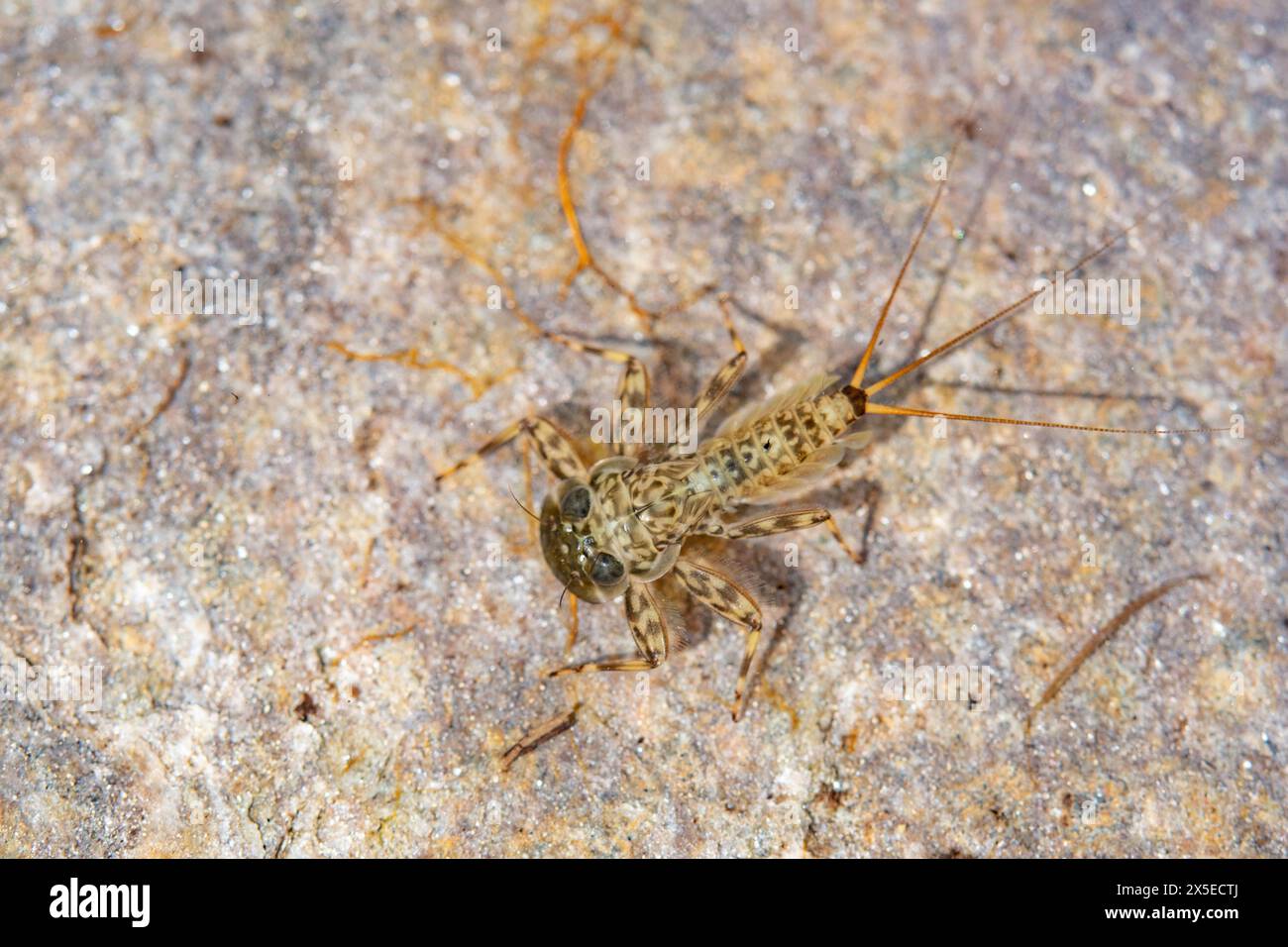 flat mayfly species on a rock Stock Photo - Alamy