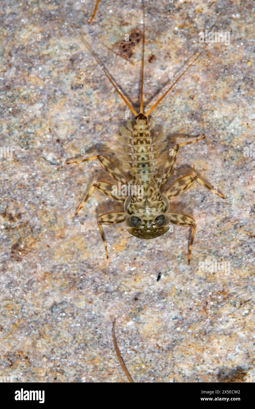 flat mayfly species on a rock Stock Photo - Alamy