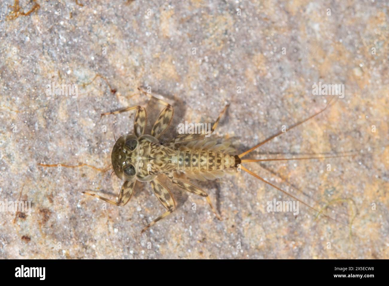 flat mayfly species on a rock Stock Photo - Alamy
