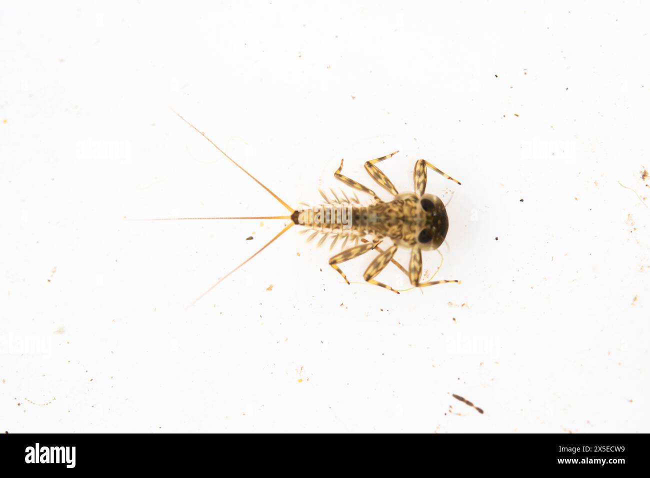 flat mayfly species on a rock Stock Photo - Alamy