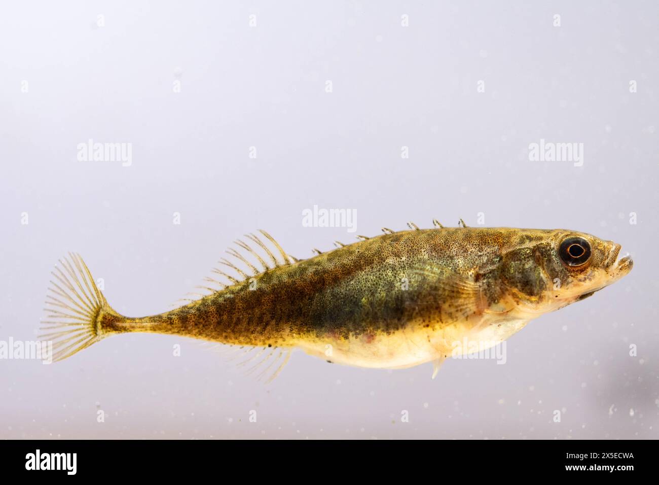 Stickleback female hi-res stock photography and images - Alamy