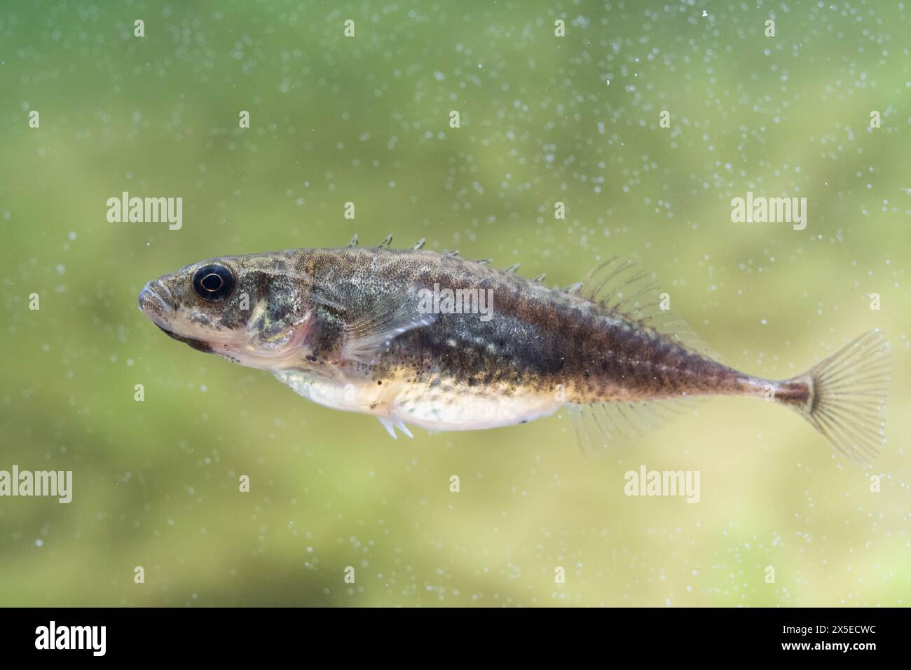 large female 9 spined stickleback with gravid belly Stock Photo - Alamy