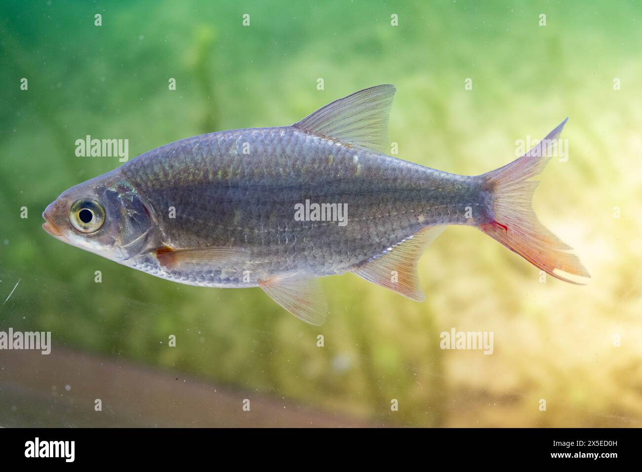 Silver cyprinid hi-res stock photography and images - Alamy