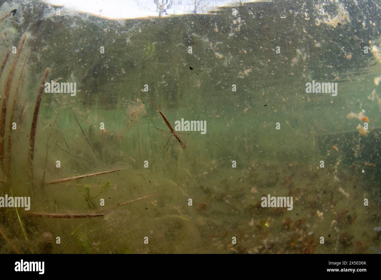 Water stick insect hi-res stock photography and images - Alamy