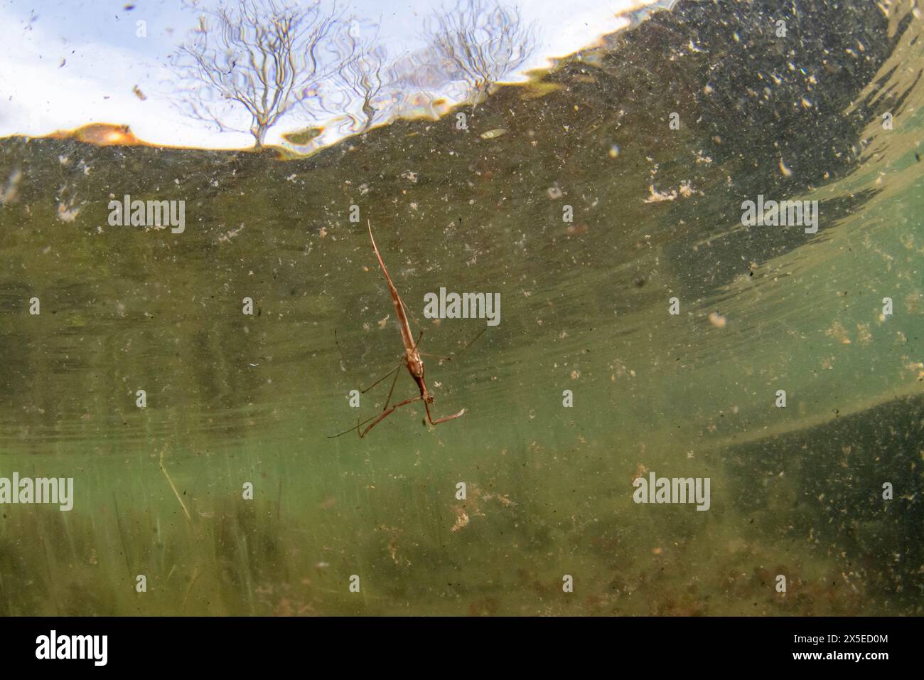 Water stick insect hi-res stock photography and images - Alamy