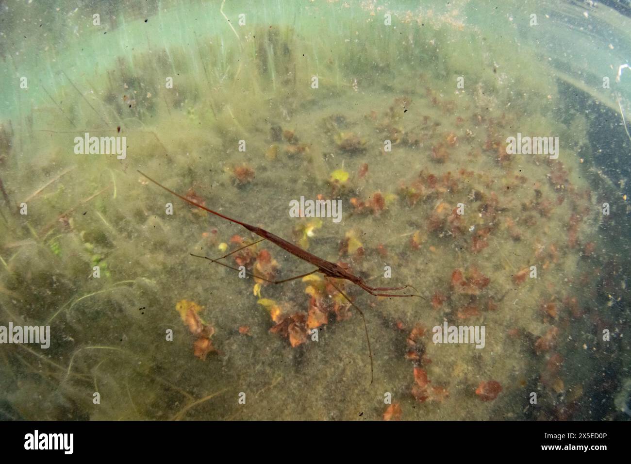 Water stick insect hi-res stock photography and images - Alamy