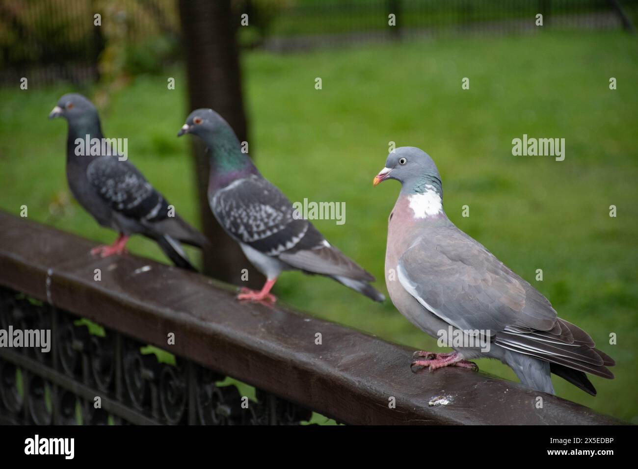 Wood pigeon next to feral pigeons Stock Photo - Alamy