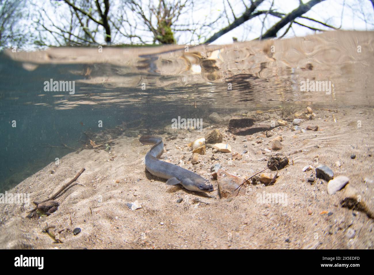 Eel uk swimming hi-res stock photography and images - Alamy