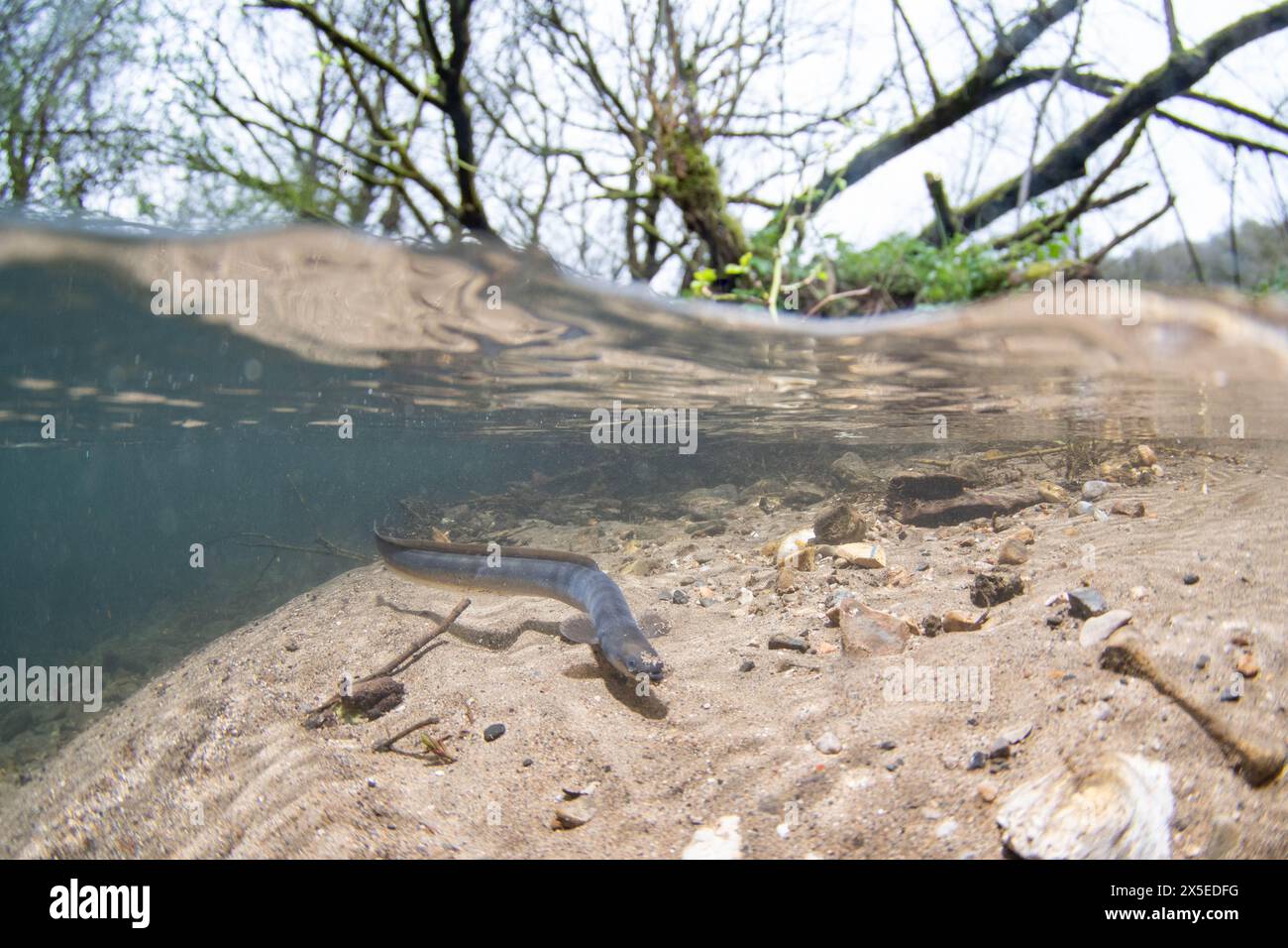 Eel uk swimming hi-res stock photography and images - Alamy