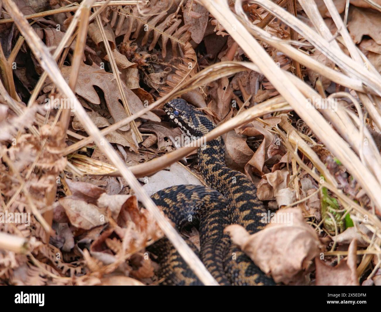 Shed their skin hi-res stock photography and images - Alamy