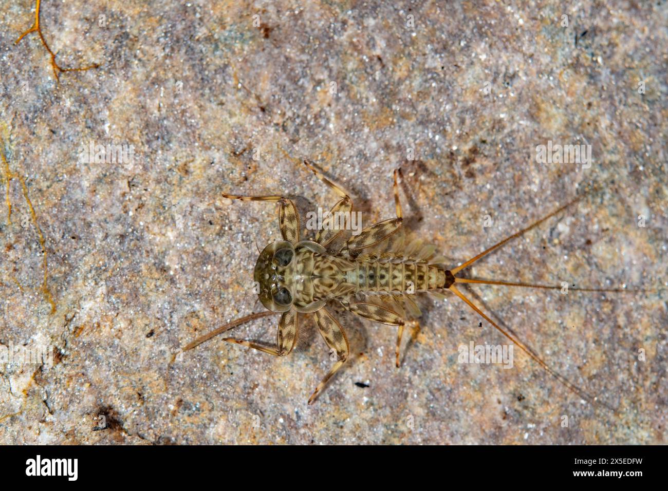 flat mayfly species on a rock Stock Photo - Alamy