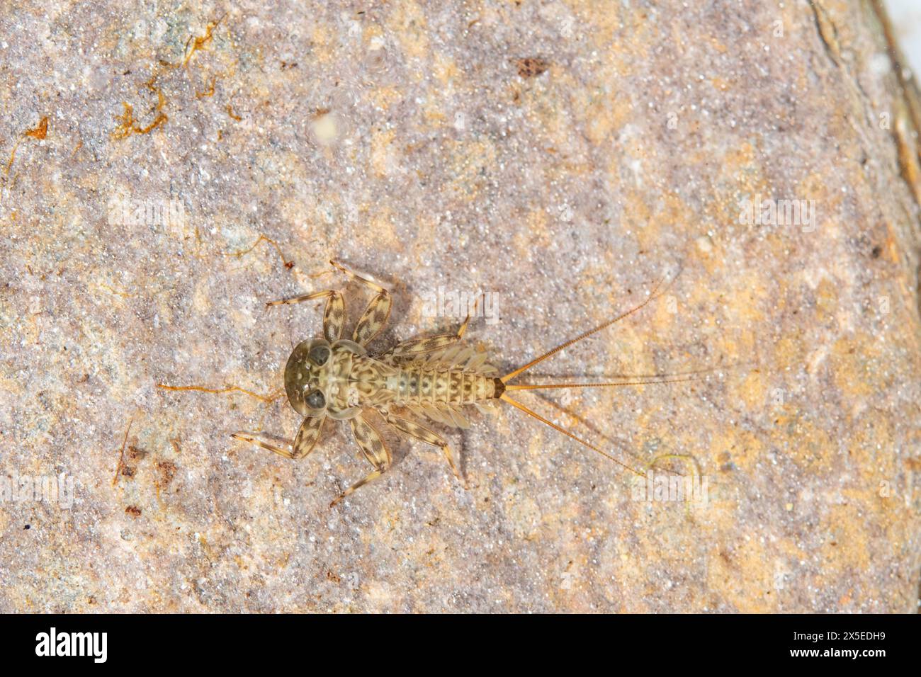 flat mayfly species on a rock Stock Photo - Alamy