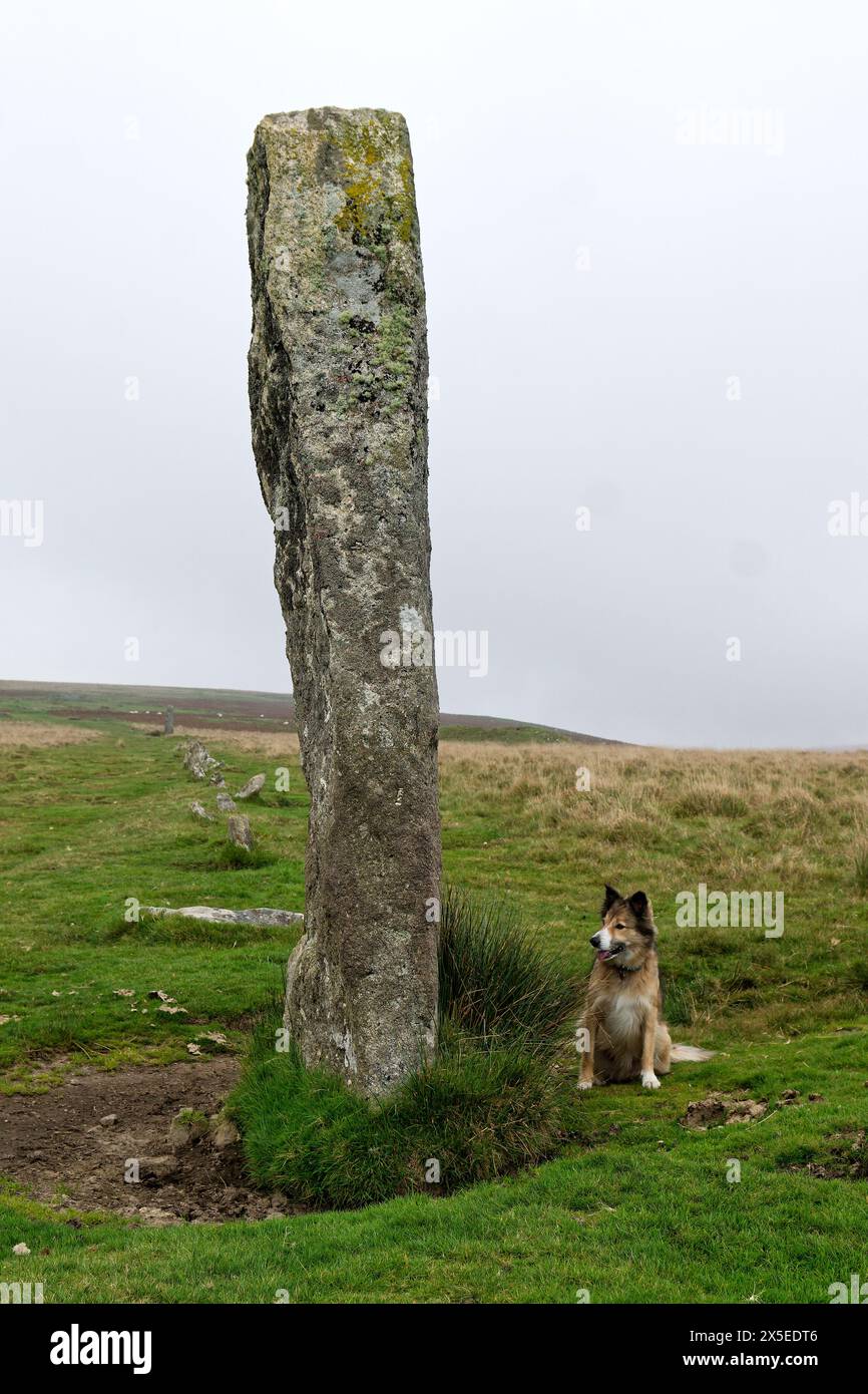 Drizzlecombe Stone Rows prehistoric Bronze Age site, Yelverton ...