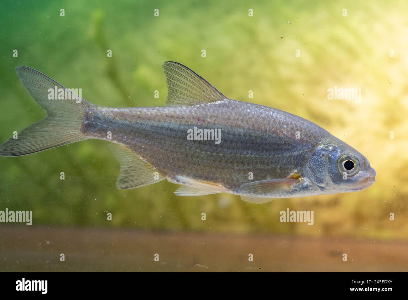 Silver bream hybrid hi-res stock photography and images - Alamy