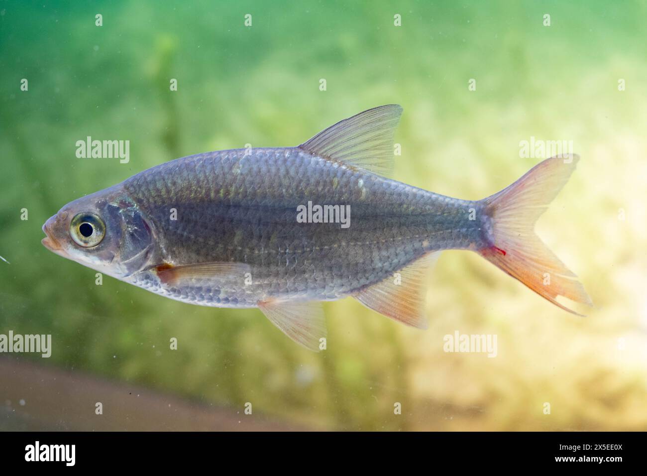 Silver cyprinid hi-res stock photography and images - Alamy