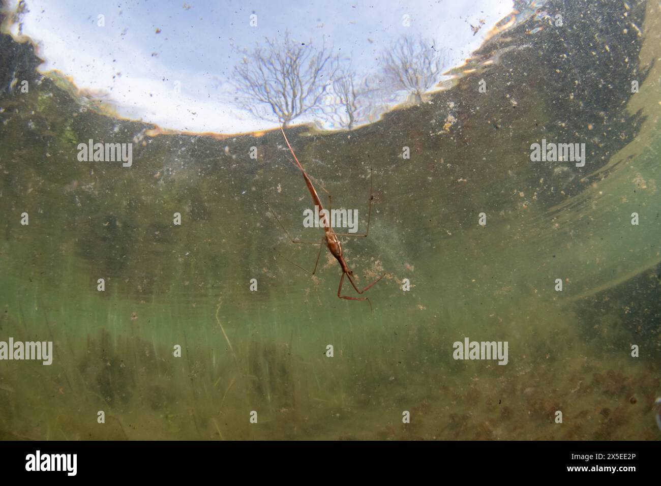 Water stick insect hi-res stock photography and images - Alamy