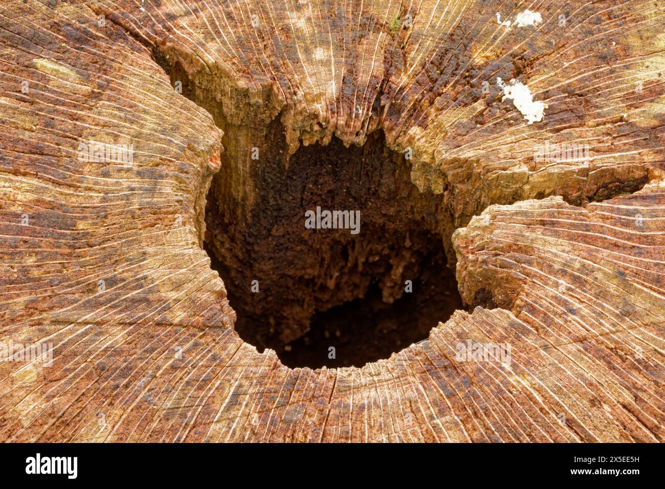 Hollow tree stump hi-res stock photography and images - Alamy